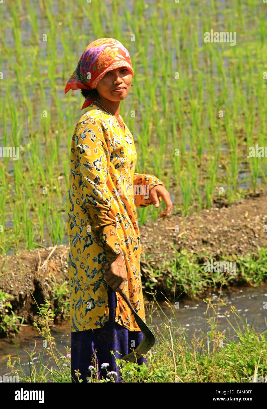 Farming rice terraces in Bali, Indonesia Stock Photo - Alamy