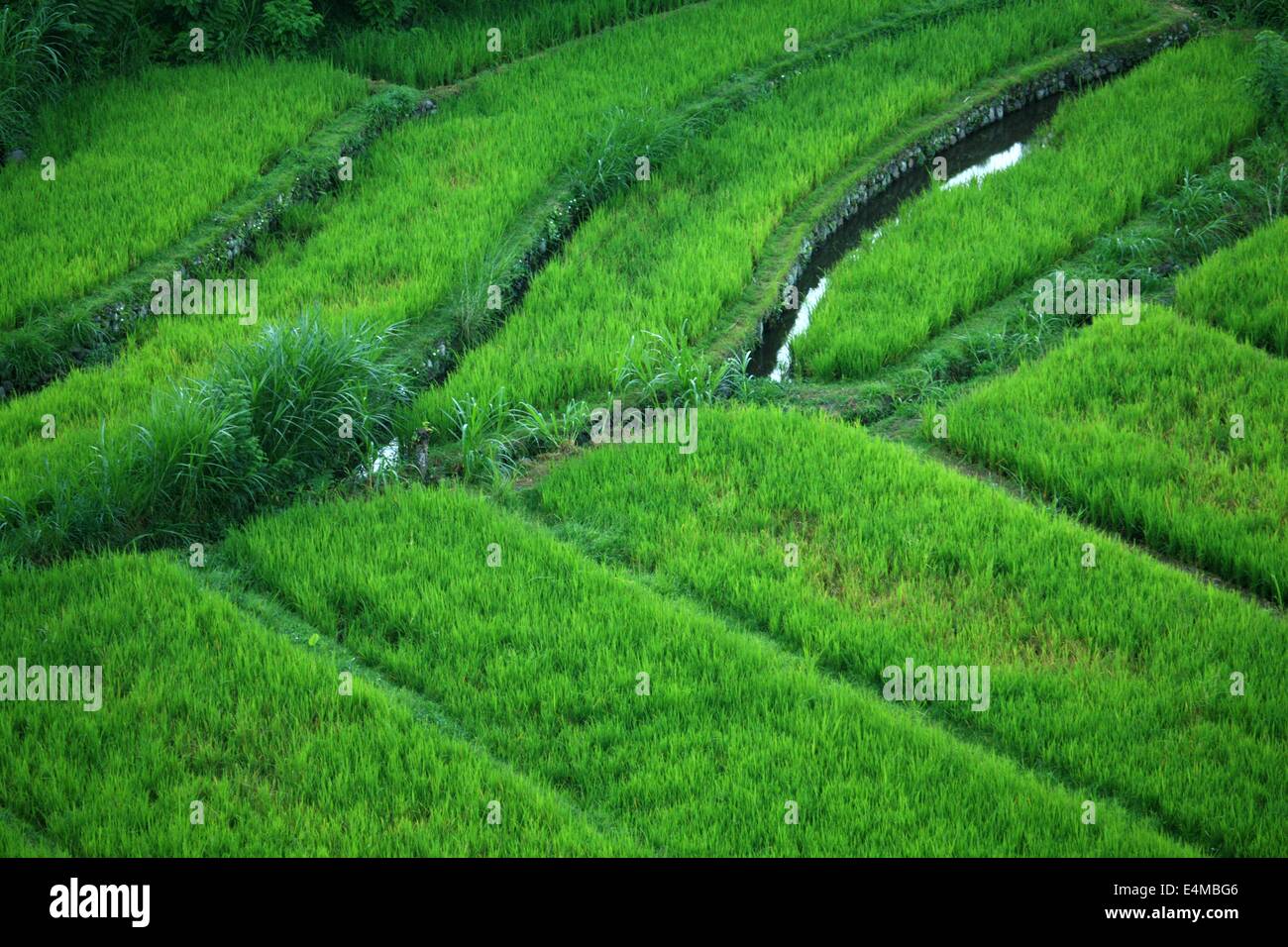 Rice terraces in indonesia hi-res stock photography and images - Alamy