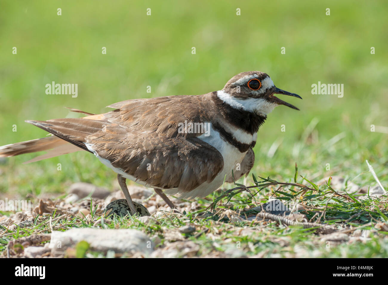 Killdeer bird hi-res stock photography and images - Alamy