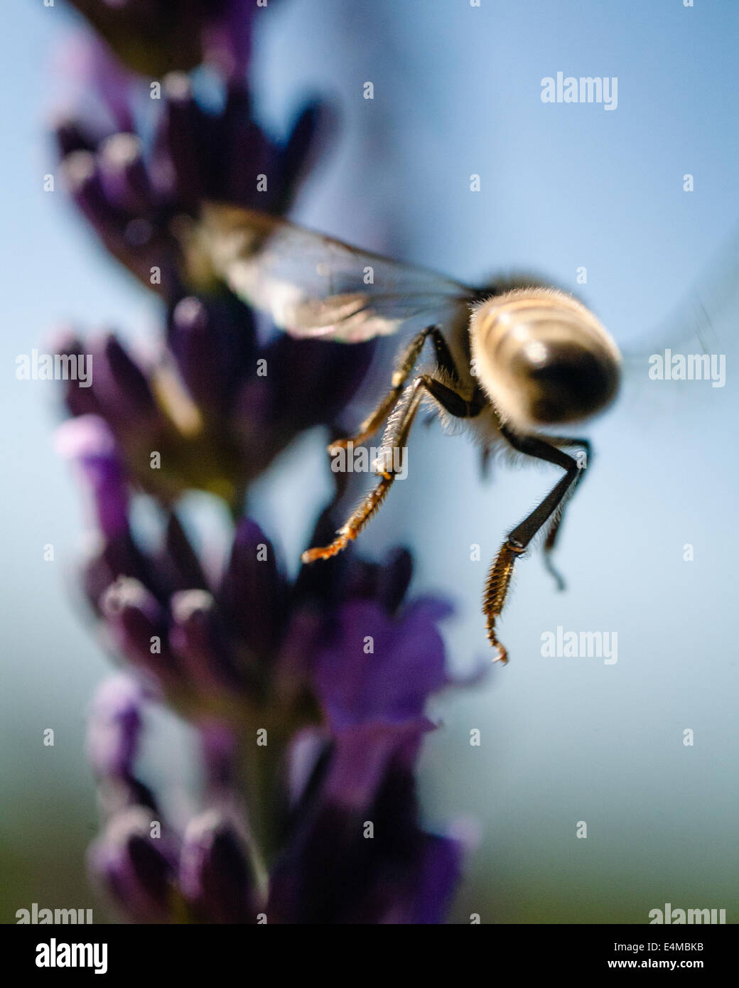 Honeybee flight hi-res stock photography and images - Alamy