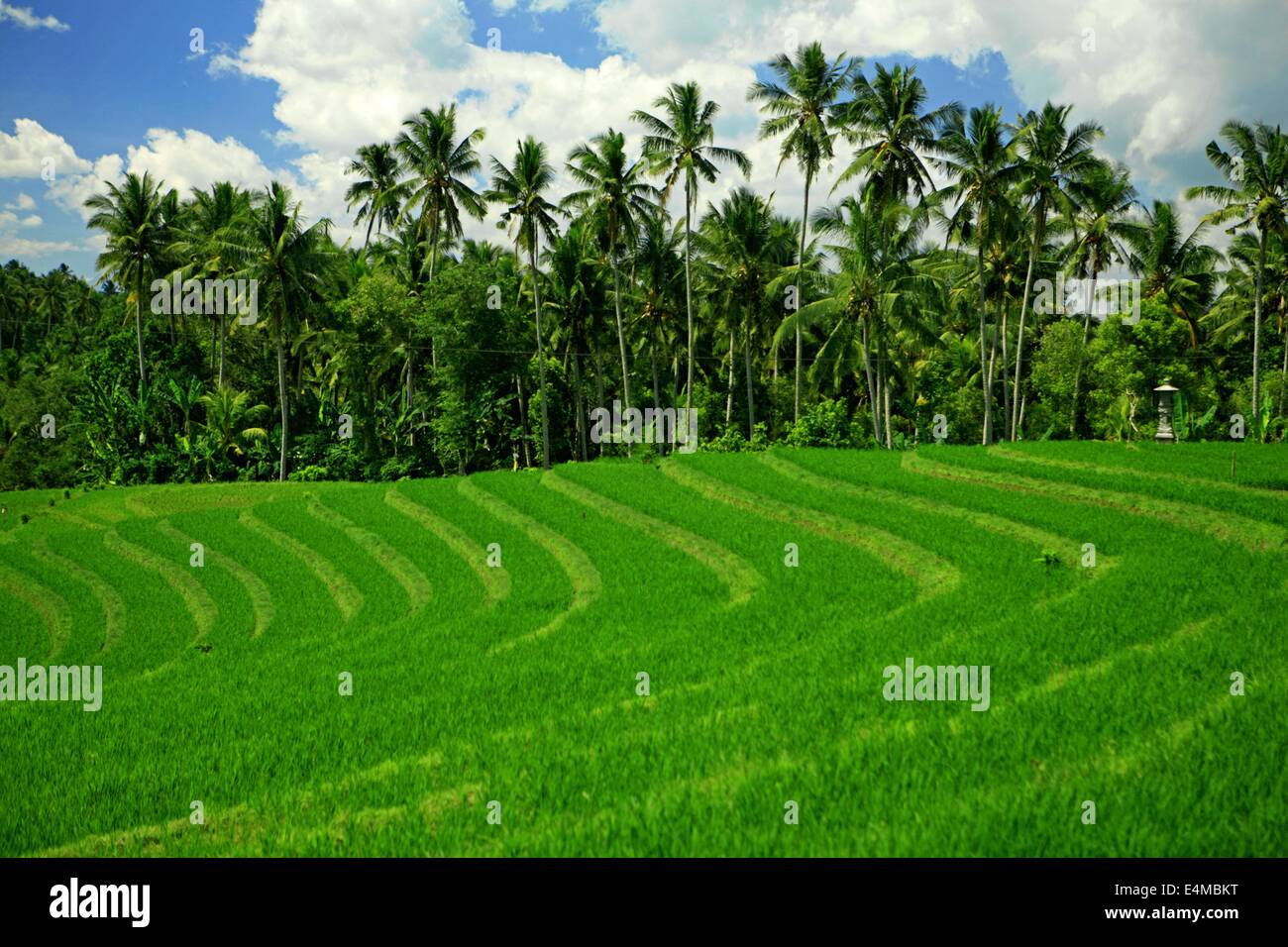 Rice farming indonesia hi-res stock photography and images - Alamy