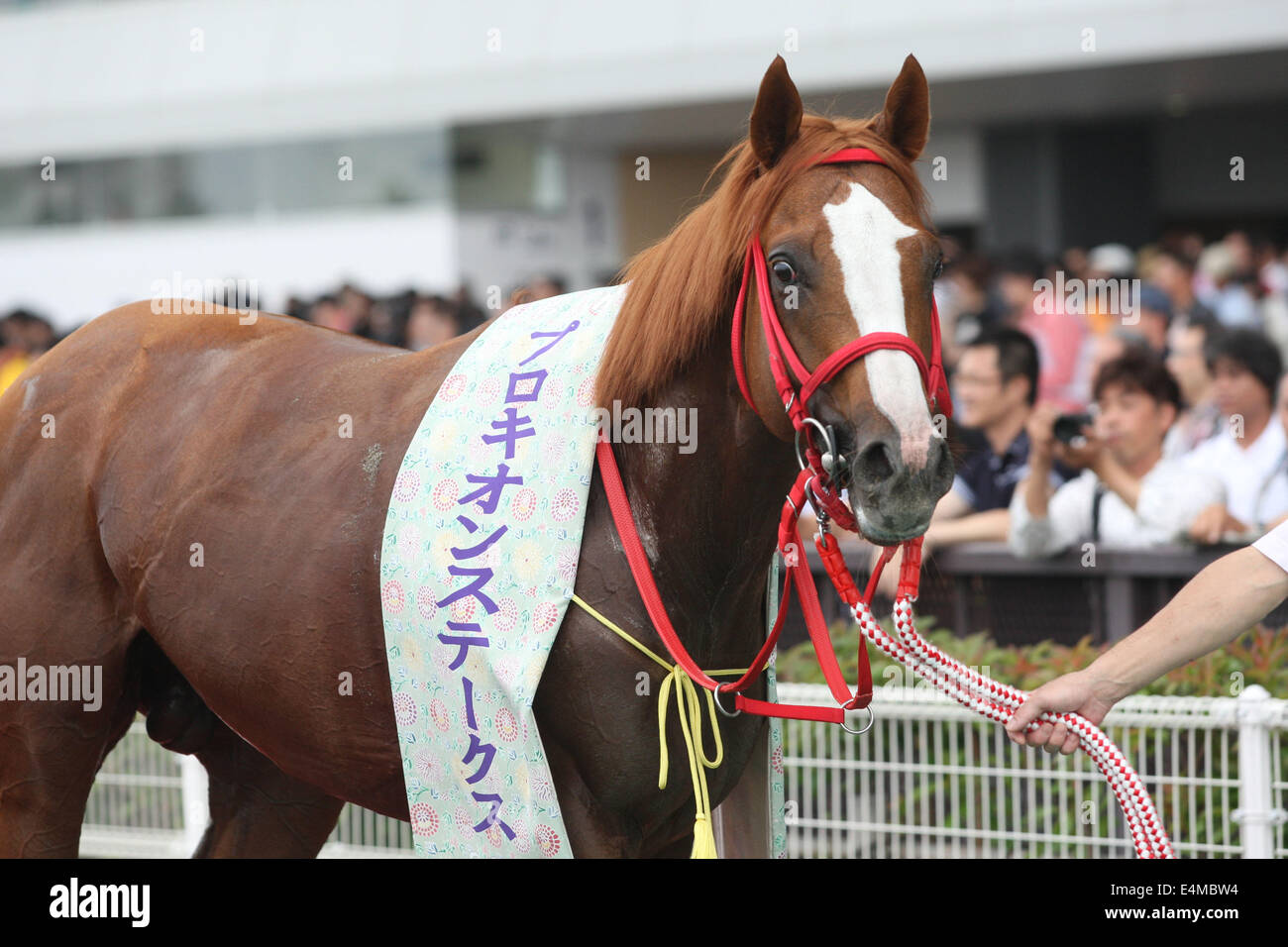 Procyon stakes hi-res stock photography and images - Alamy