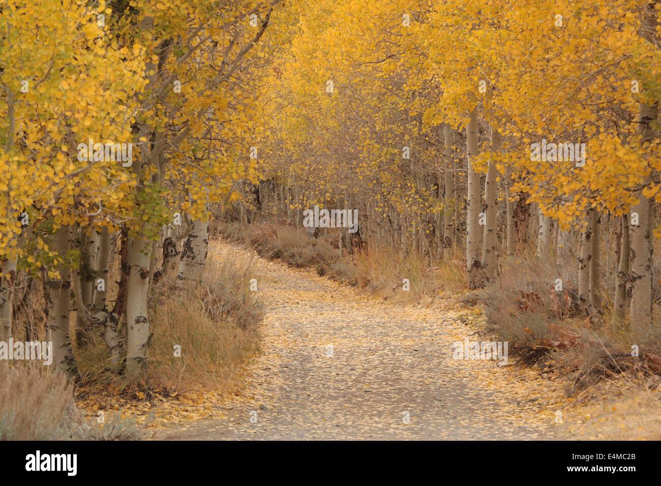 Yellow aspen trees in autumn in the Sierra mountains of California ...