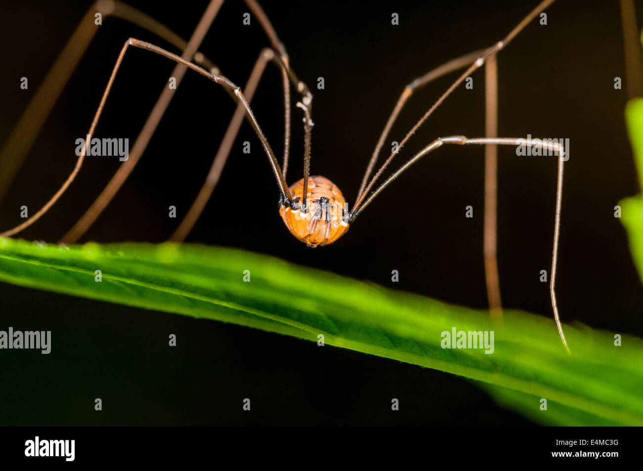 Harvestmen hi-res stock photography and images - Alamy