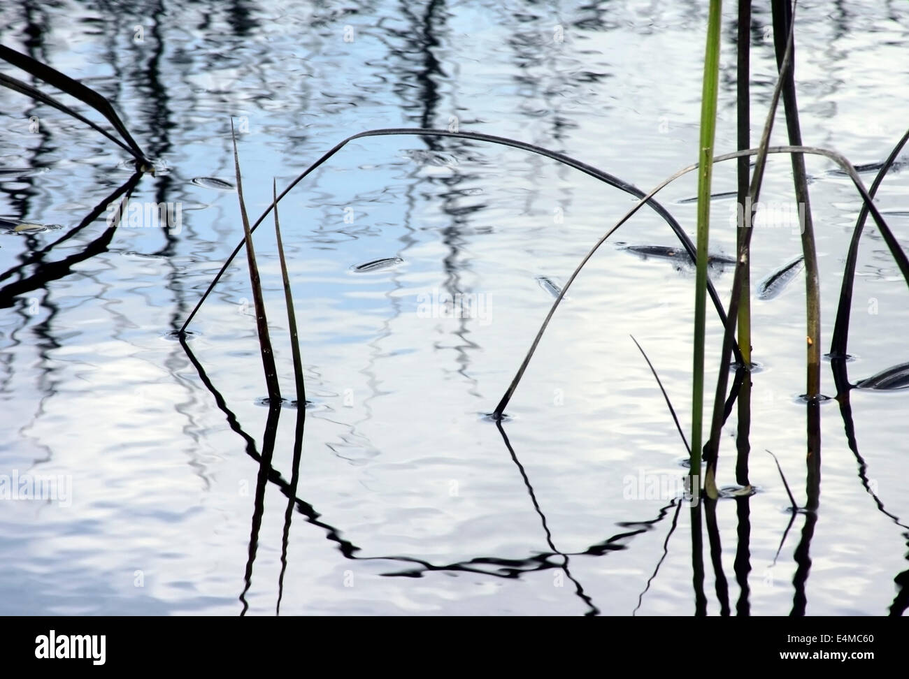 Reed patterns hi-res stock photography and images - Alamy