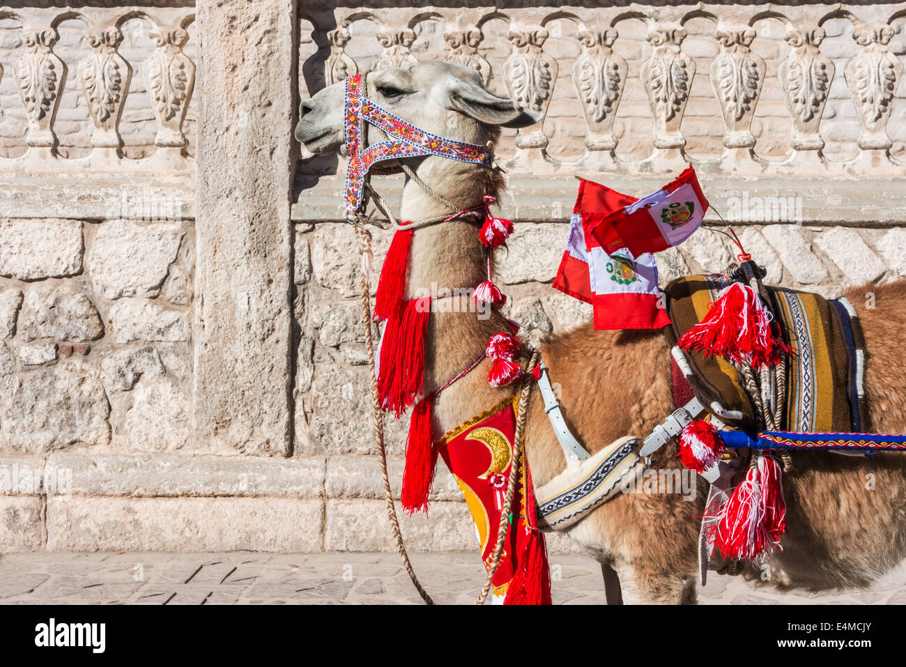 Llama with peruvian flags in the peruvian Andes at Arequipa Peru Stock ...
