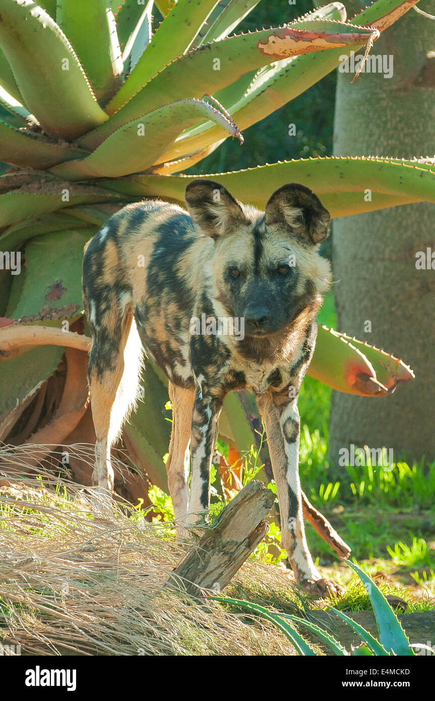 African Wild Dog at Werribee Open Zoo, Werribee, Victoria, Australia ...