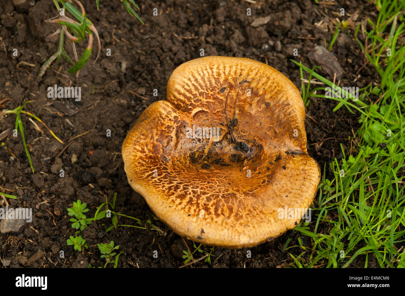 Paxillus Involutus