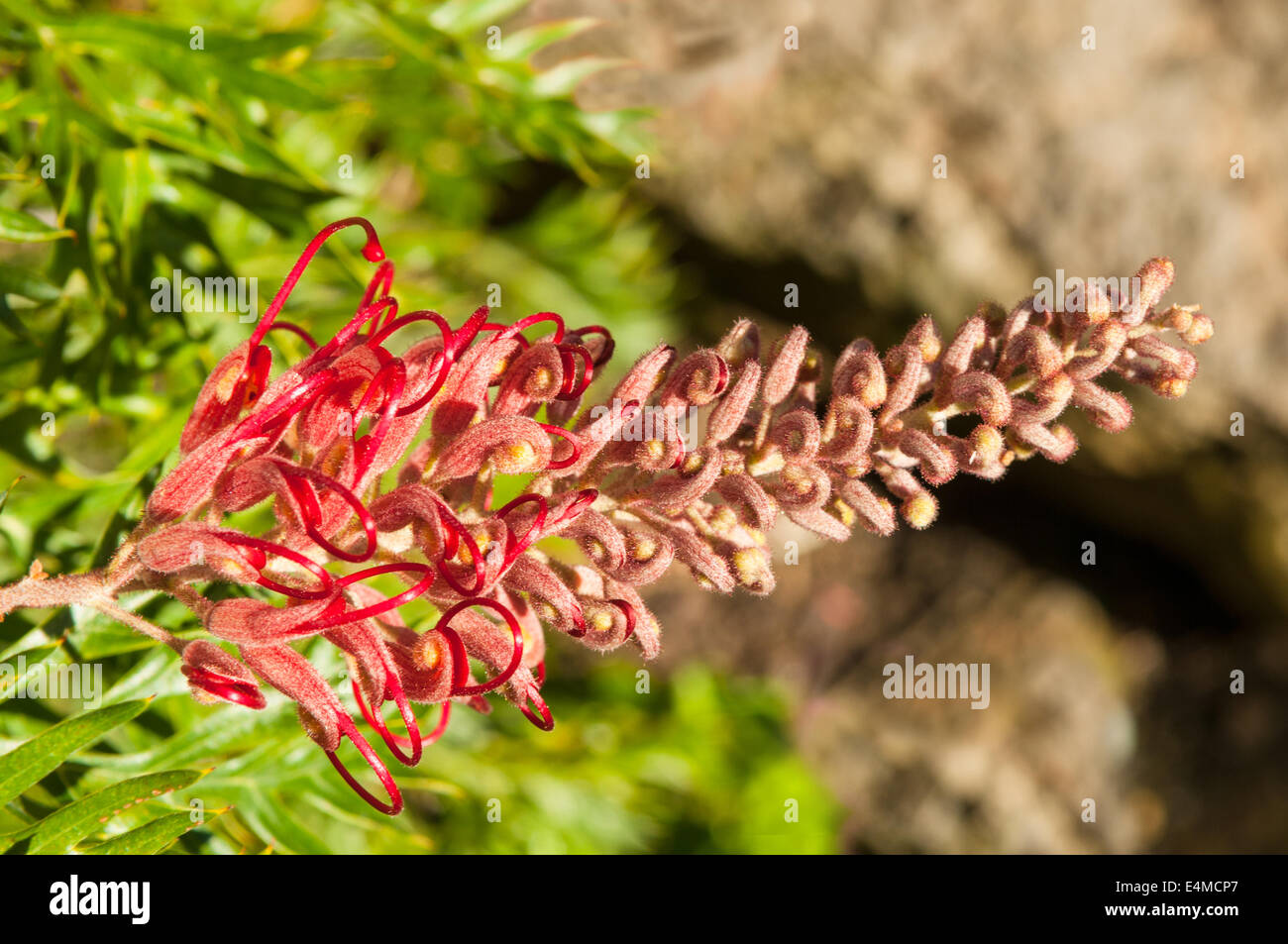 Grevillea Robyn Gordon in Melbourne, Victoria, Australia Stock Photo ...