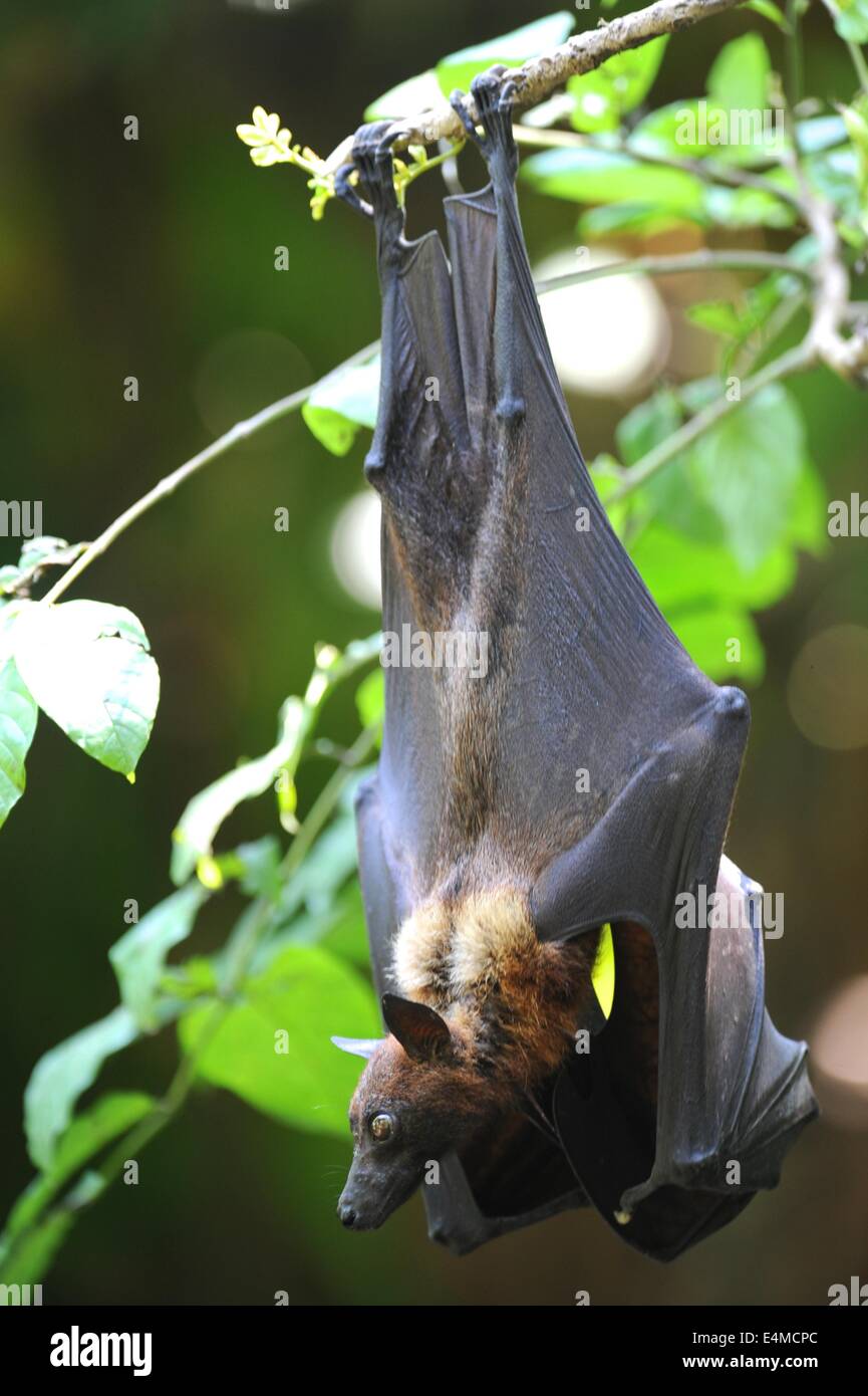 A close up Shot of an Australian Flying Fox Stock Photo - Alamy