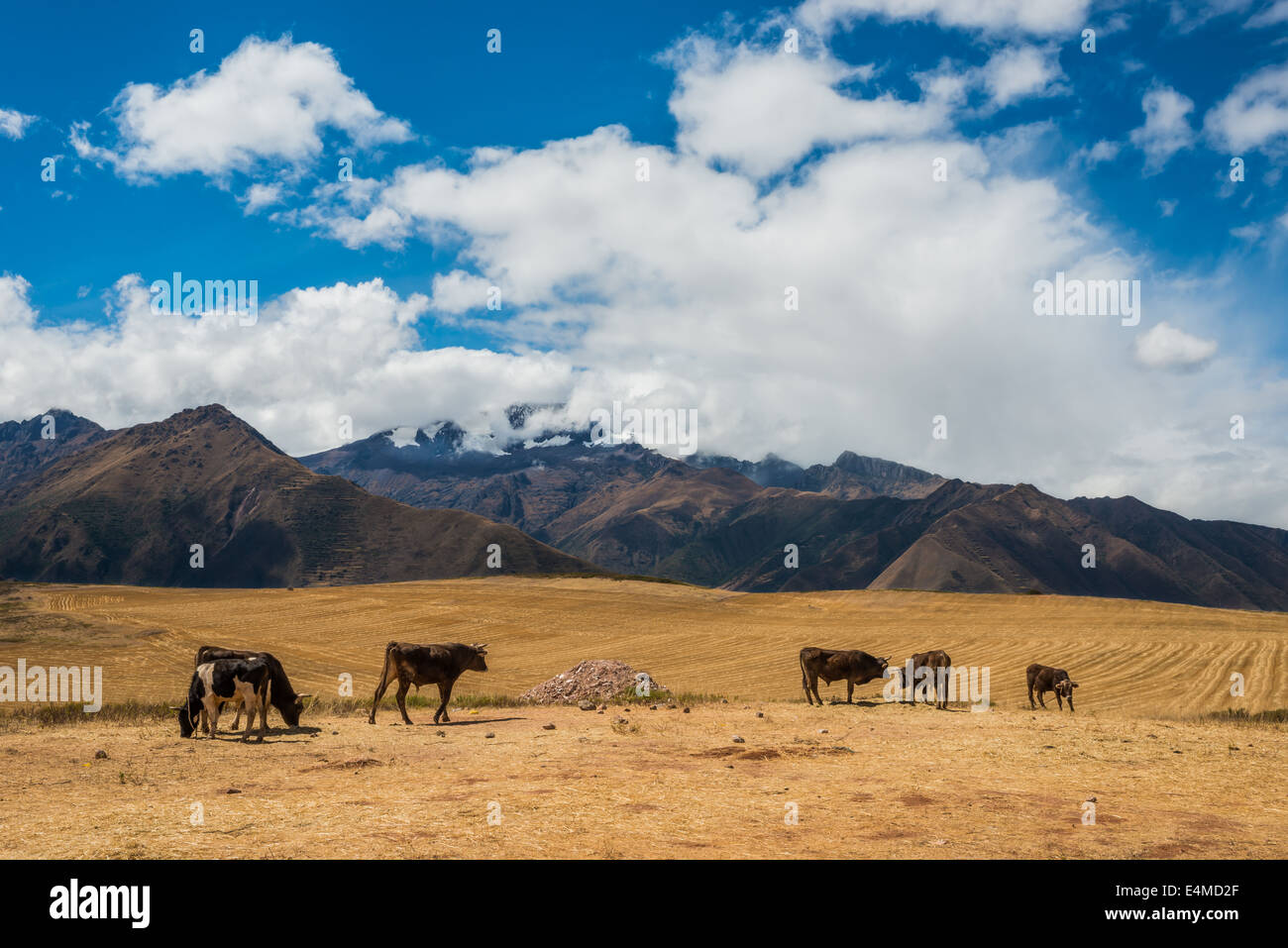 cows in the peruvian Andes at Cuzco Peru Stock Photo - Alamy