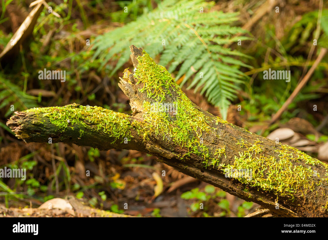 Tree Moss on Hardy Gully Walk, Sherbrooke Forest, Victoria, Australia ...