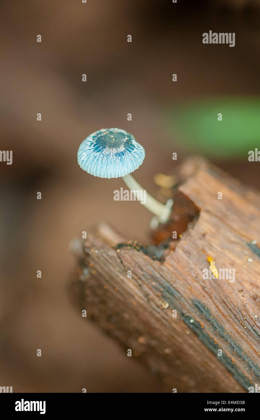 Mycena Interrupta, Pixie's Parasol at Sherbrooke Forest, Monbulk ...