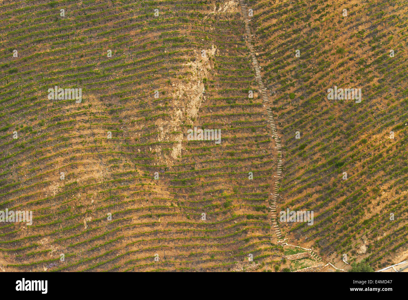 Hollywood Classic Vineyard, Hollywood Hills, Hollywood, Los Angeles ...