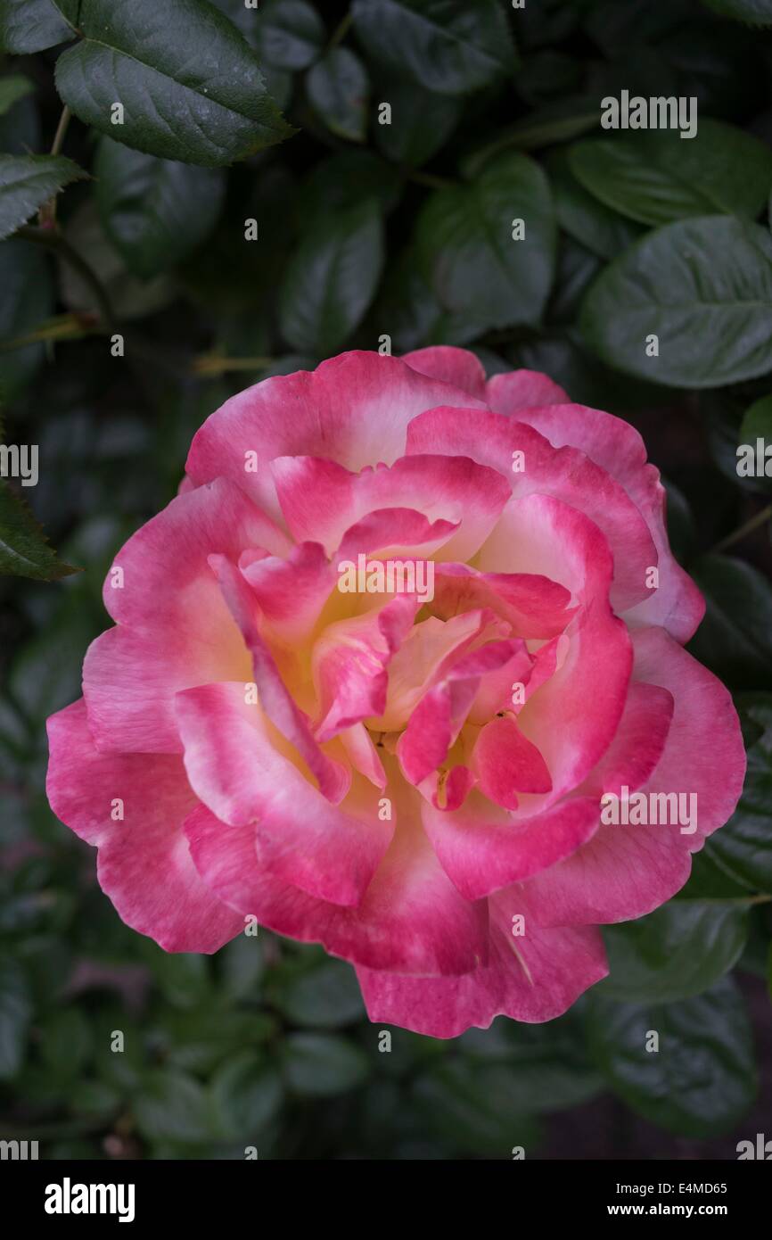 Pink rose close up Stock Photo - Alamy