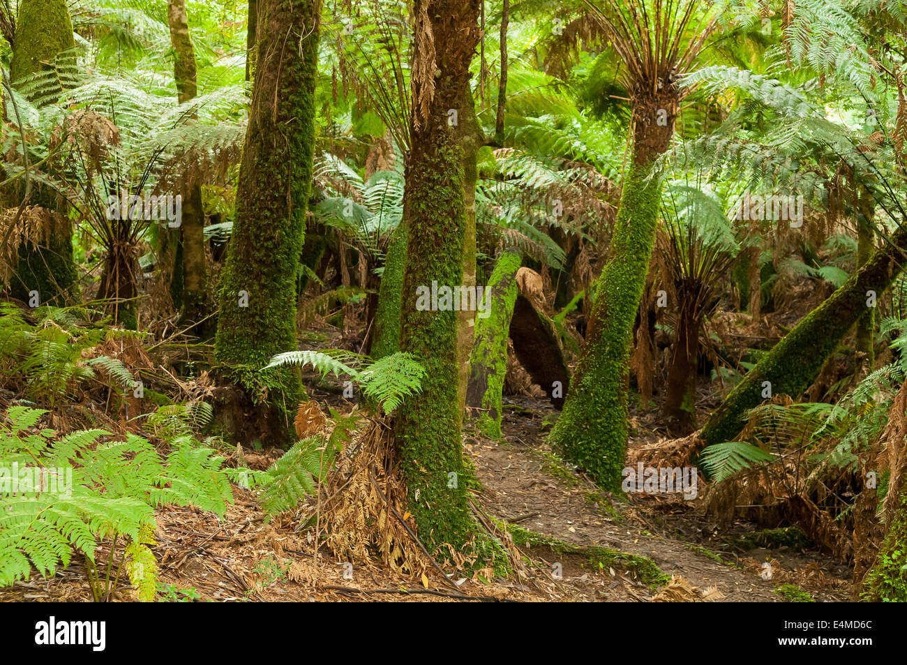 Rain Forest on Hardy Gully Walk, Sherbrooke Forest, Victoria, Australia ...