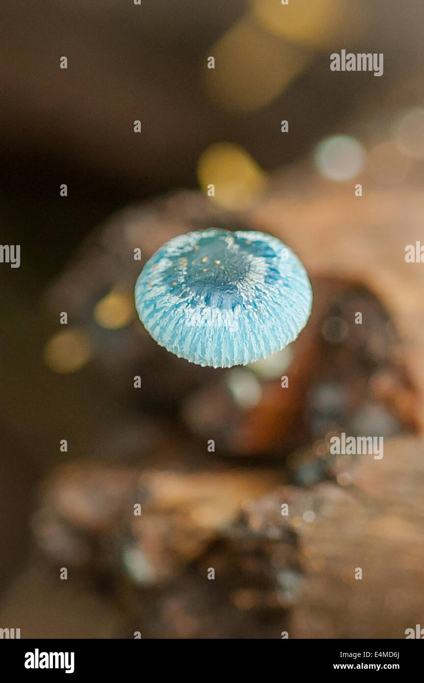 Mycena Interrupta, Pixie's Parasol at Sherbrooke Forest, Monbulk ...