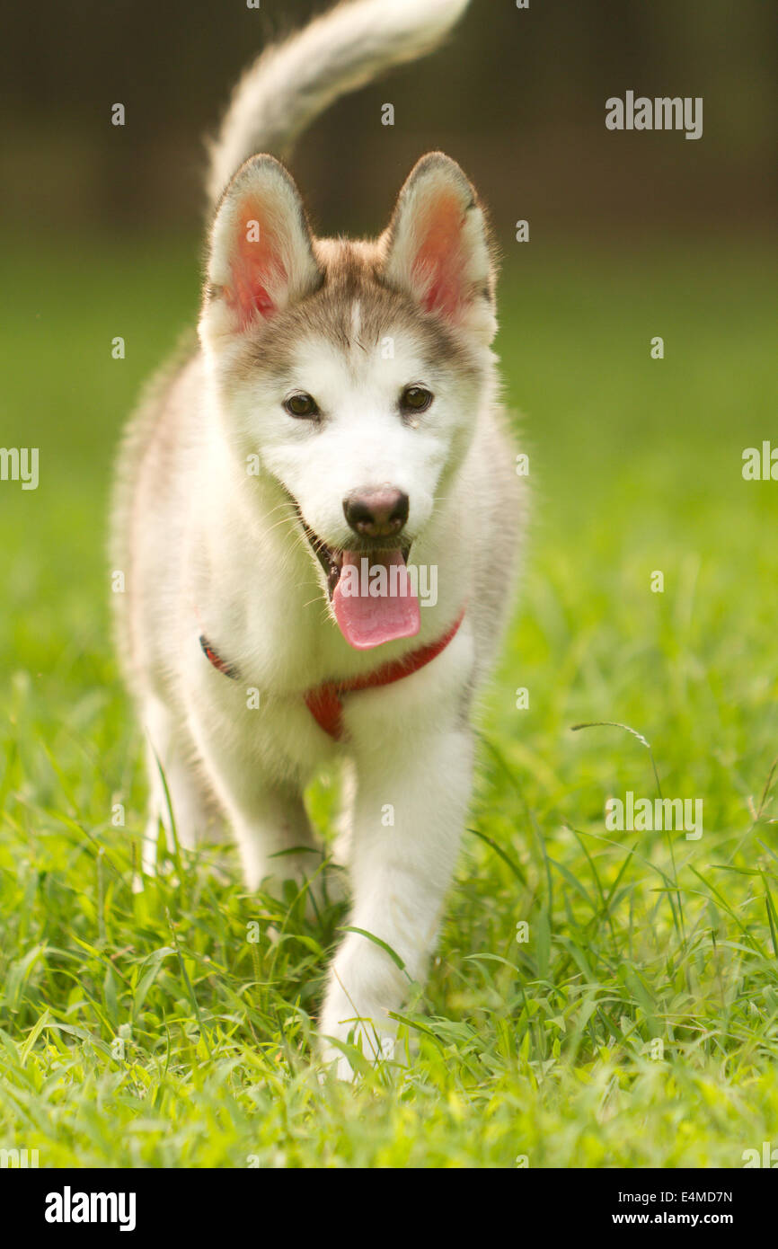 Alaska dog puppies hi-res stock photography and images - Alamy