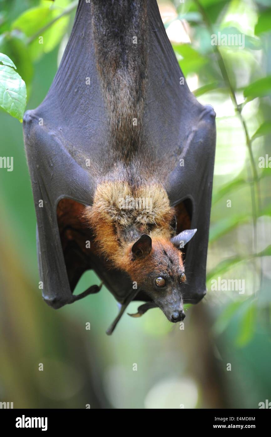 A close up Shot of an Australian Flying Fox Stock Photo - Alamy