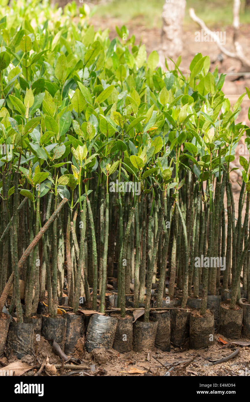 Mangrove planting hi-res stock photography and images - Alamy