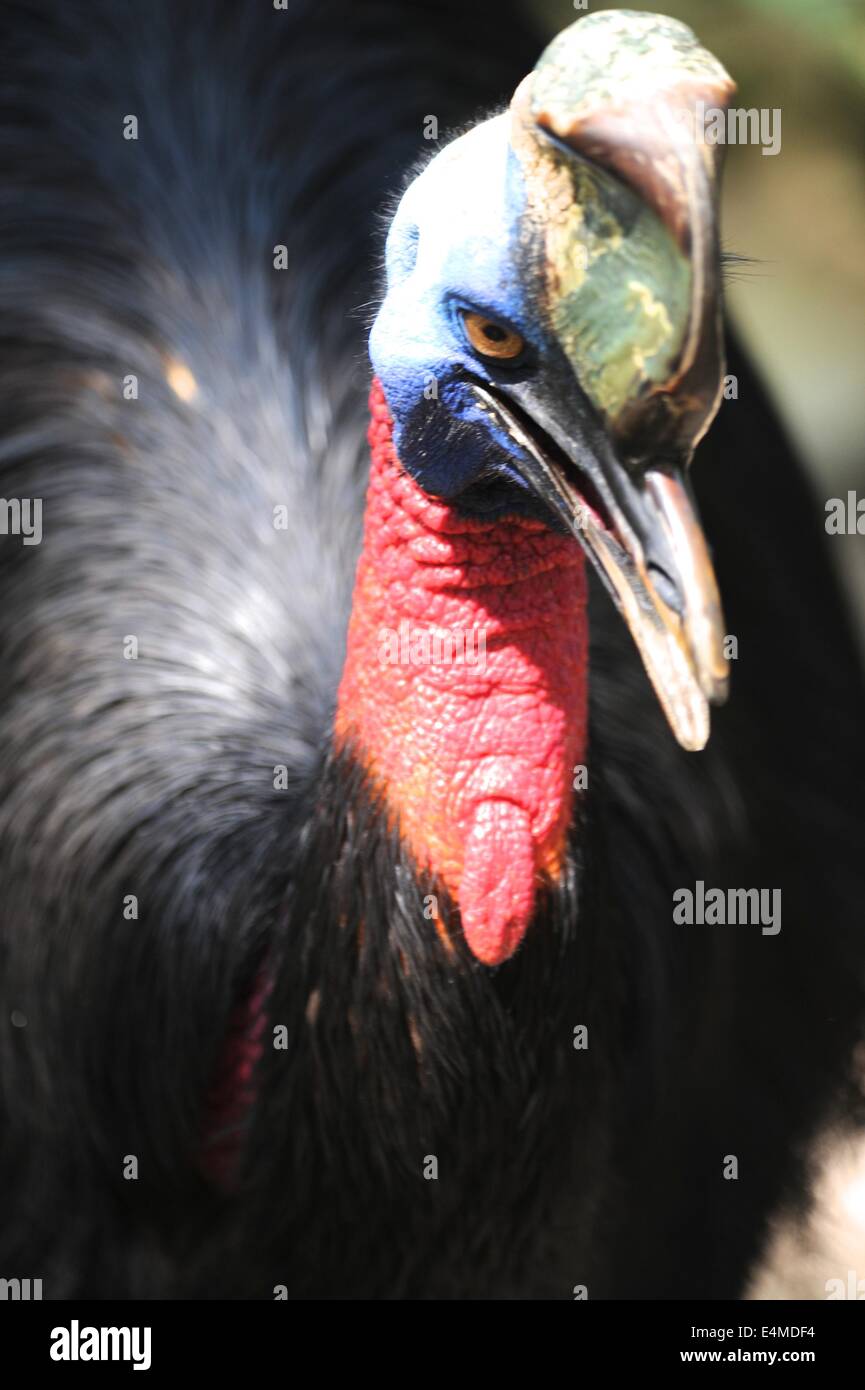 A close up shot of a wild Cassowary Stock Photo - Alamy
