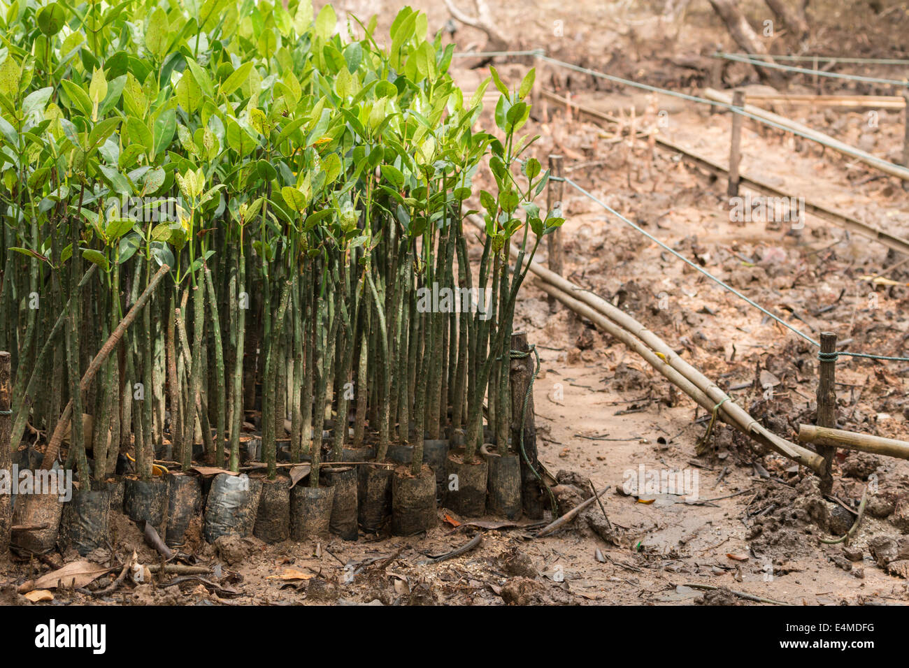 Mangrove planting hi-res stock photography and images - Alamy