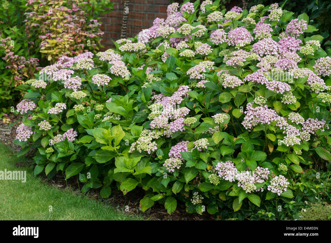 Pink hydrangea hi-res stock photography and images - Alamy