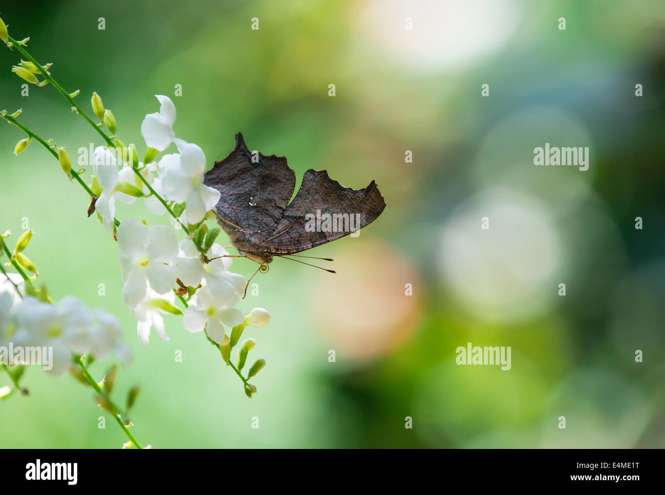 Question Mark butterfly (Polygonia interrogationis) feeding on white ...