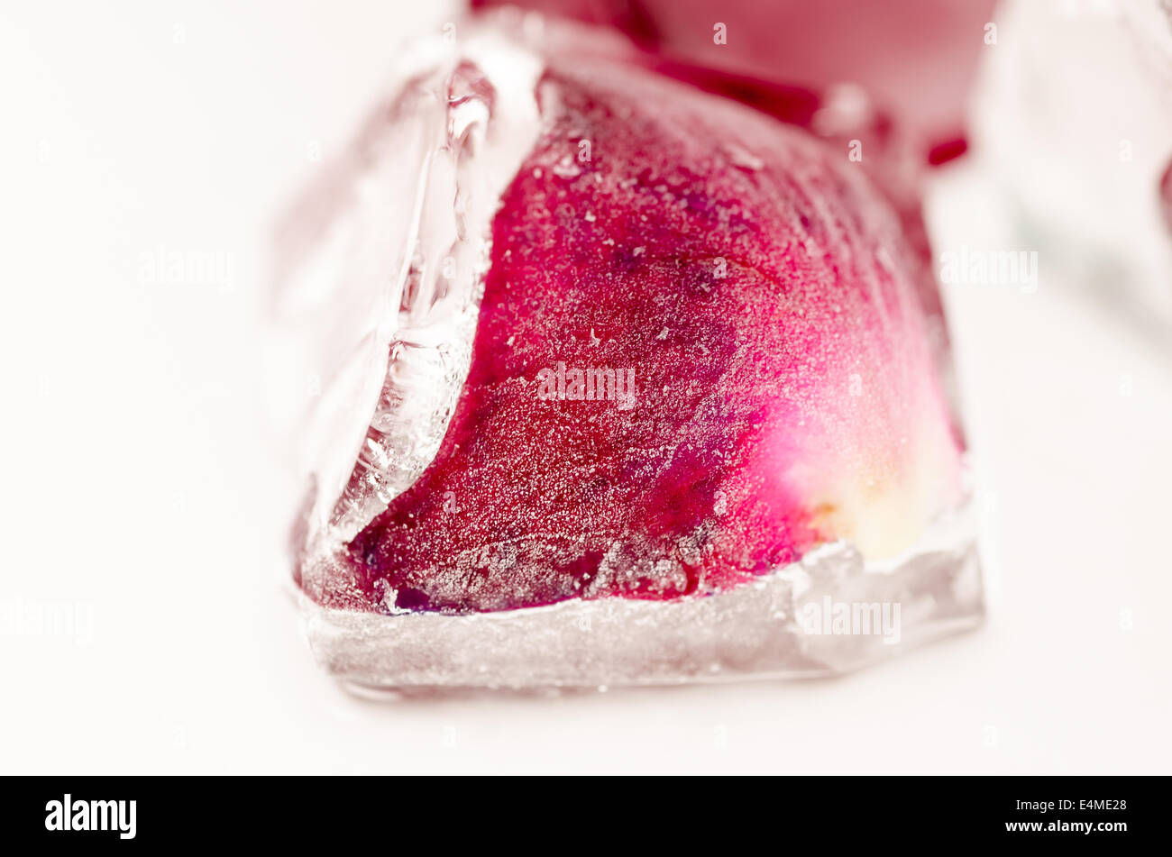 Frozen red rose in white frost Stock Photo - Alamy