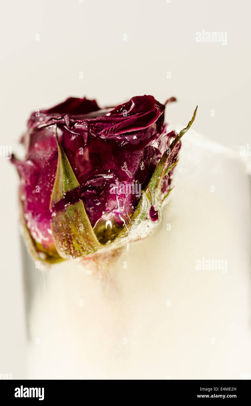 Frozen red rose in white frost Stock Photo - Alamy