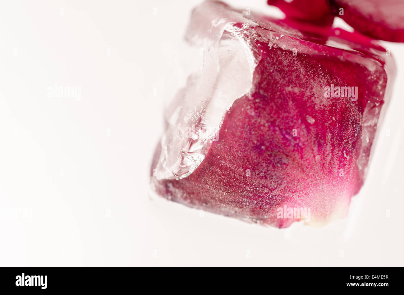 Frozen red rose in white frost Stock Photo - Alamy