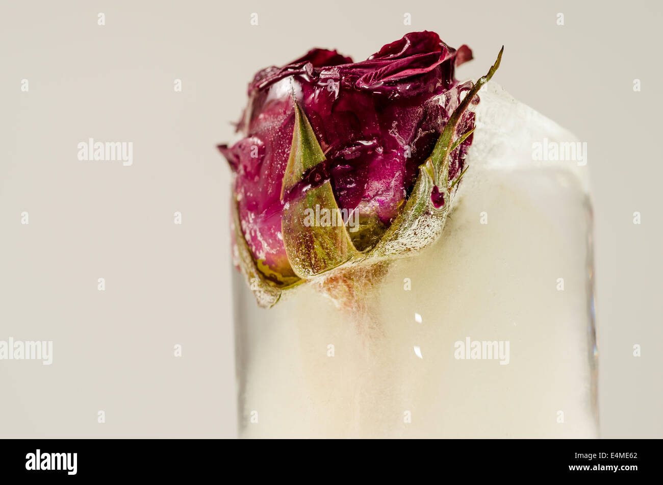 Frozen red rose in white frost Stock Photo - Alamy