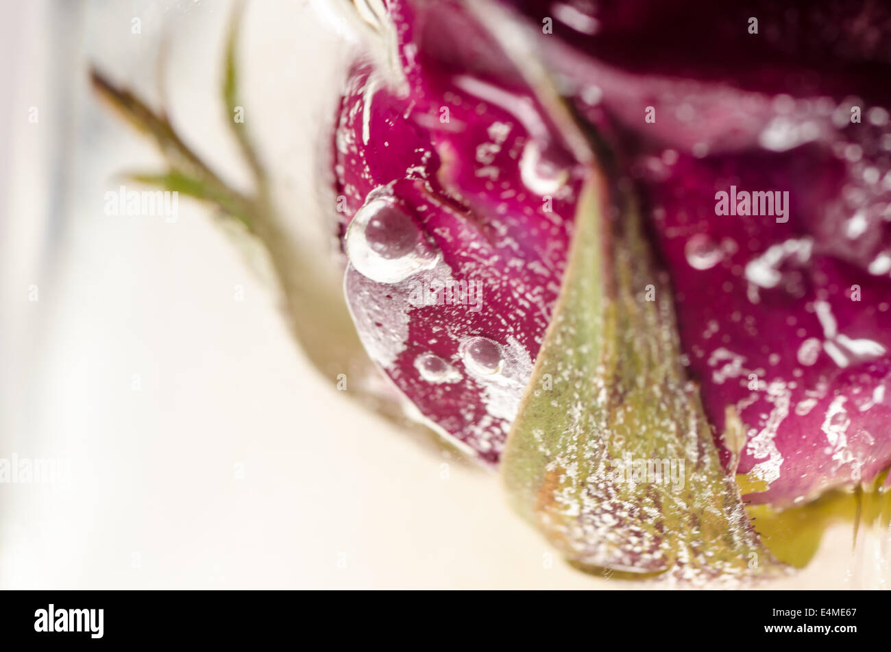 Frozen red rose in white frost Stock Photo - Alamy