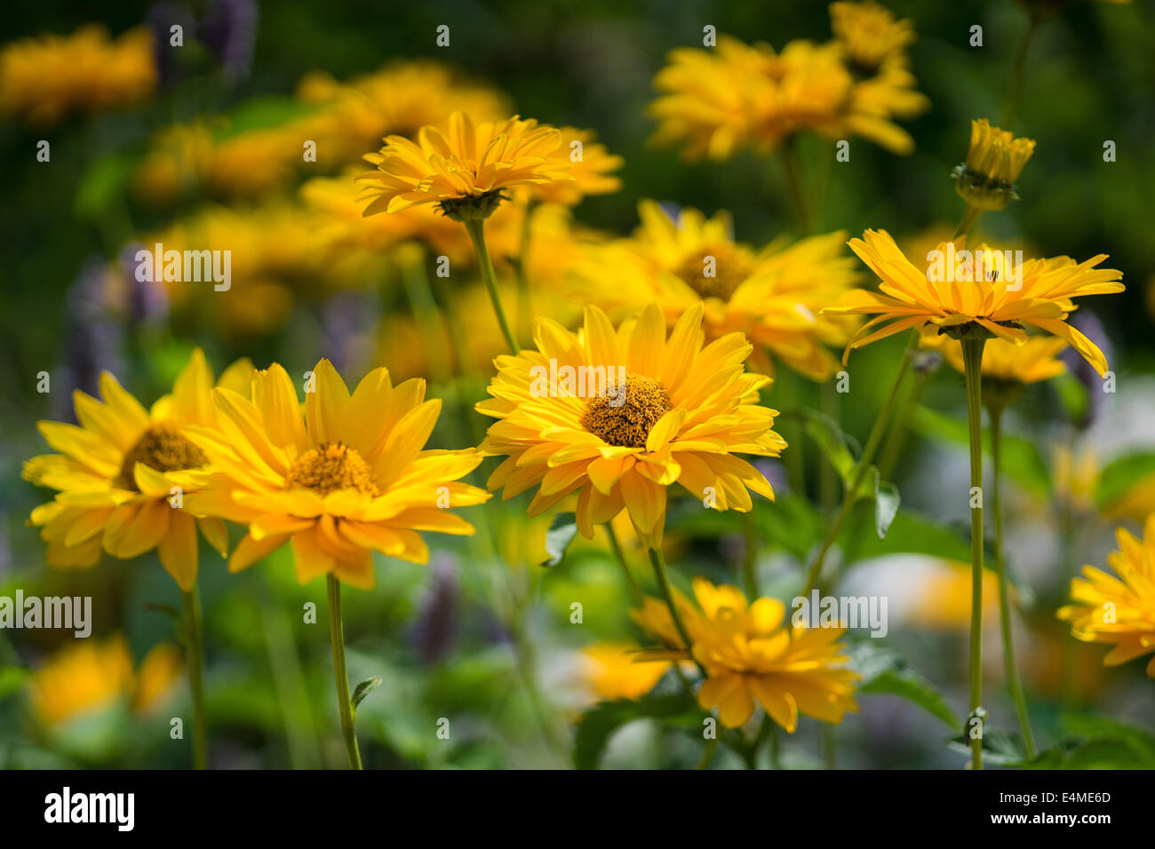 Heliopsis helianthoides smooth oxeye false sunflower yellow flowers ...
