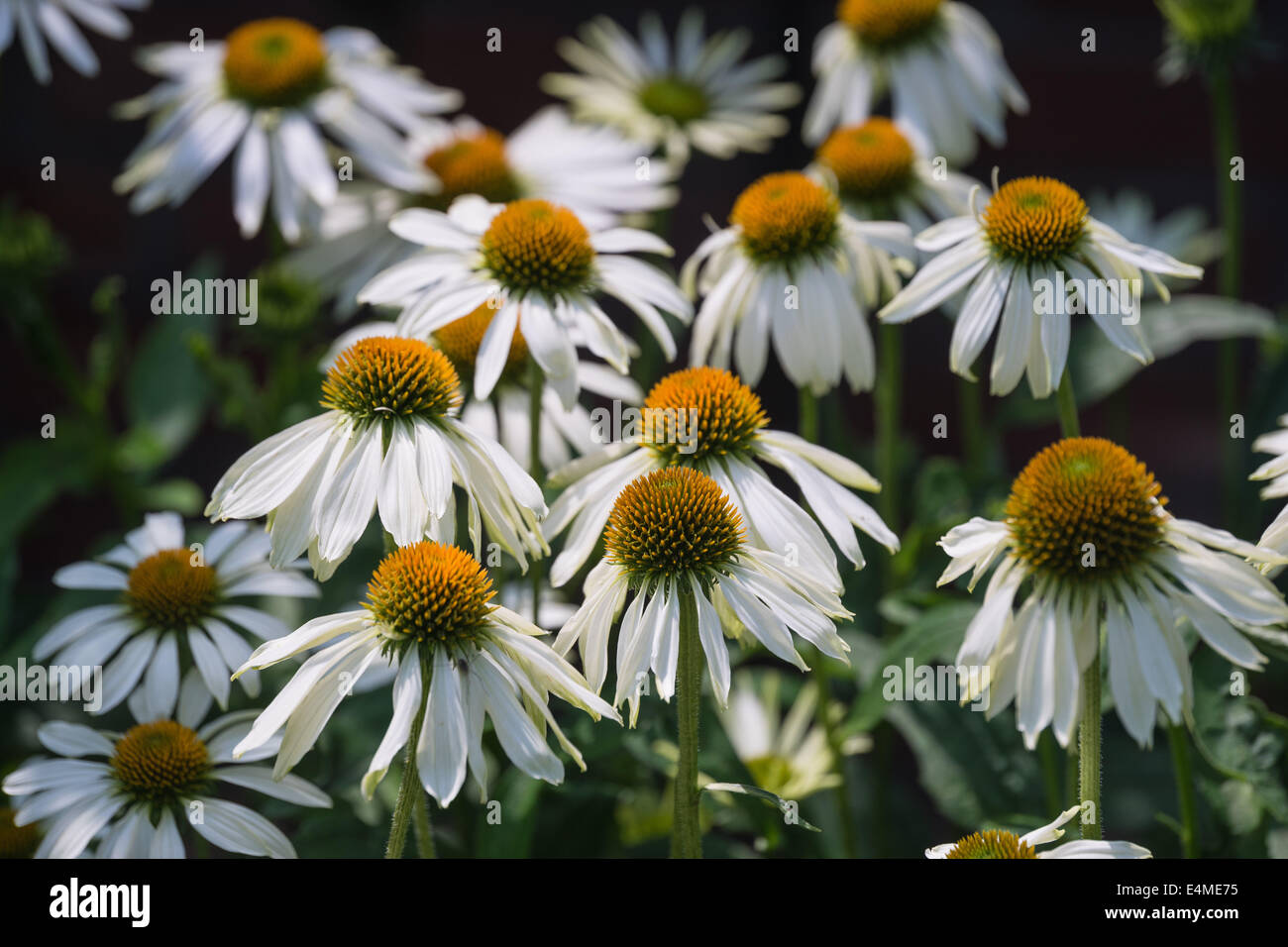 White cone flowers close up Echinacea purpurea alba Stock Photo - Alamy