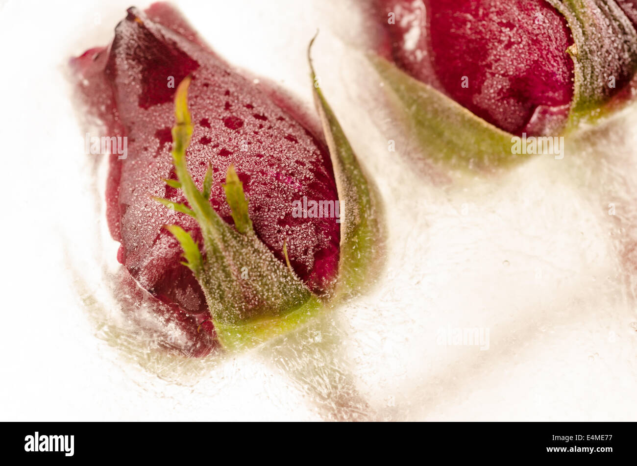 Frozen red rose in white frost Stock Photo - Alamy