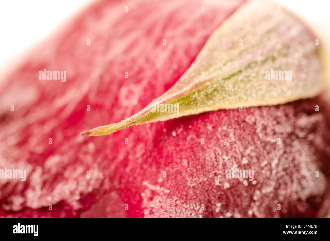 Frozen red rose in white frost Stock Photo - Alamy