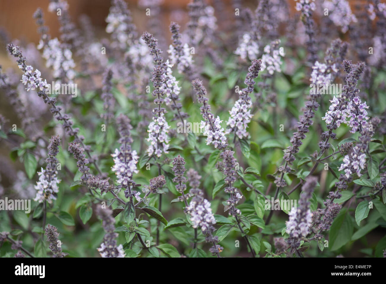 Basil Thai basil sweet basil Ocimum basilicum in full bloom Stock Photo ...