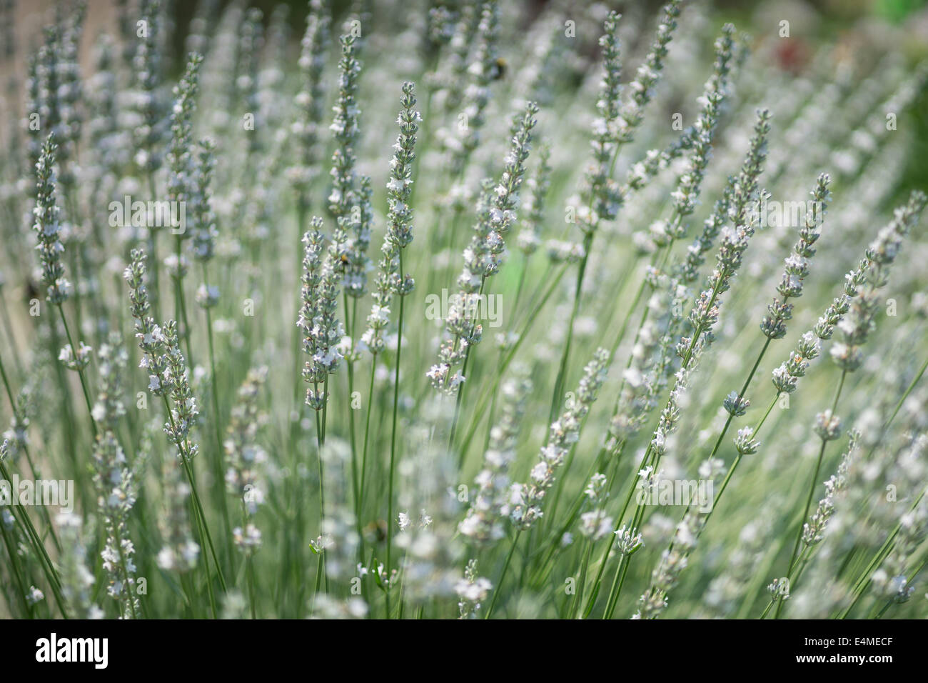 Blooming white lavender flowers close up Lavandula angustifolia Stock ...