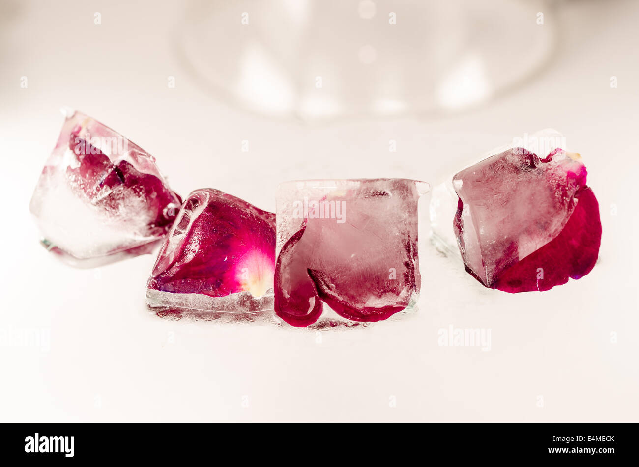 Frozen red rose in white frost Stock Photo - Alamy