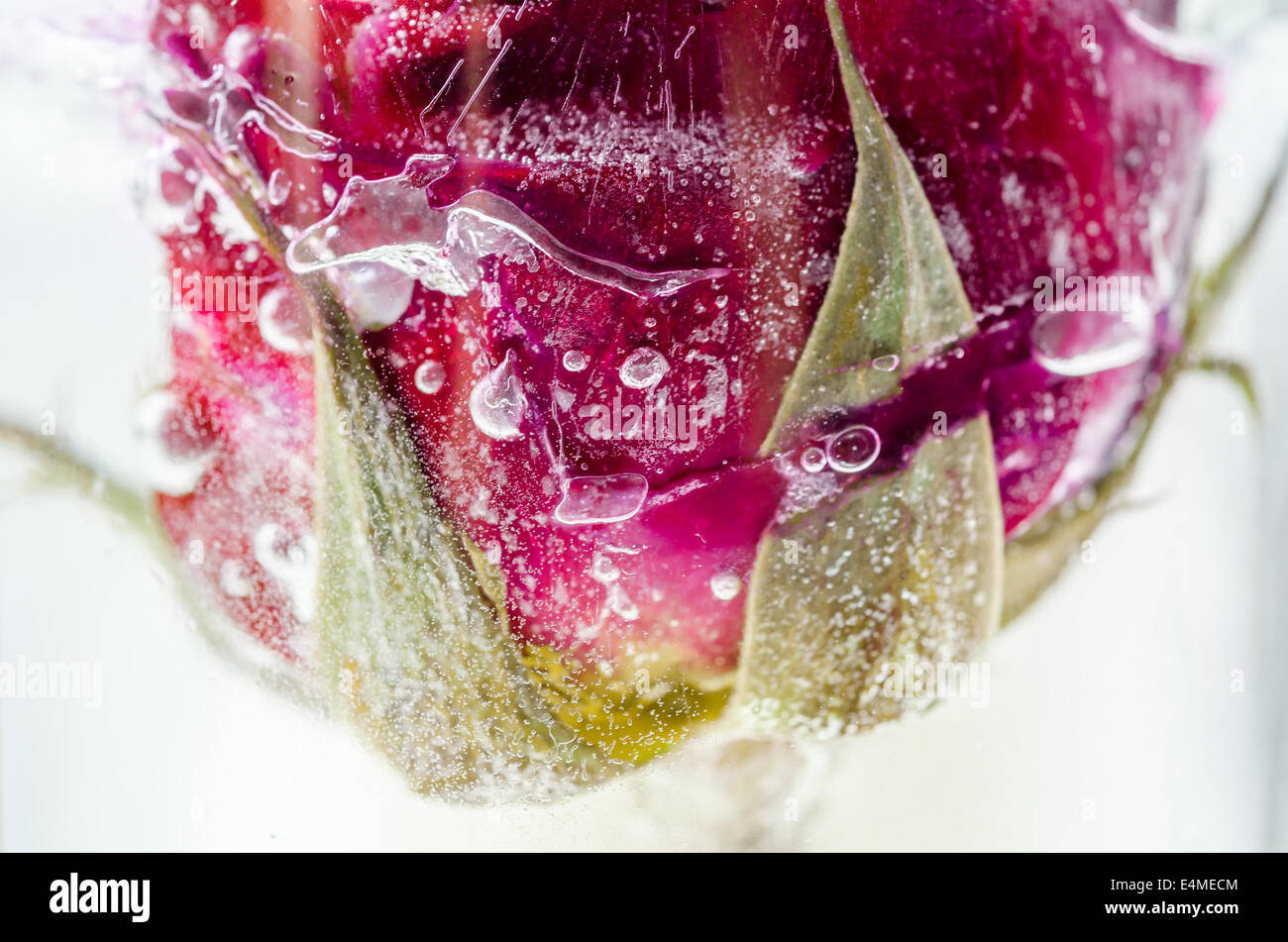 Frozen red rose in white frost Stock Photo - Alamy