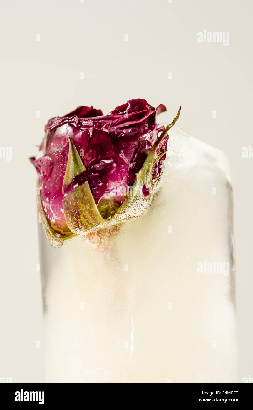 Frozen red rose in white frost Stock Photo - Alamy