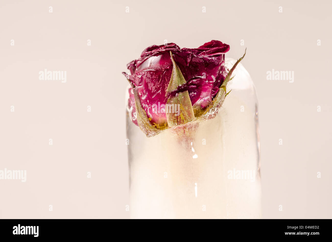 Frozen red rose in white frost Stock Photo - Alamy