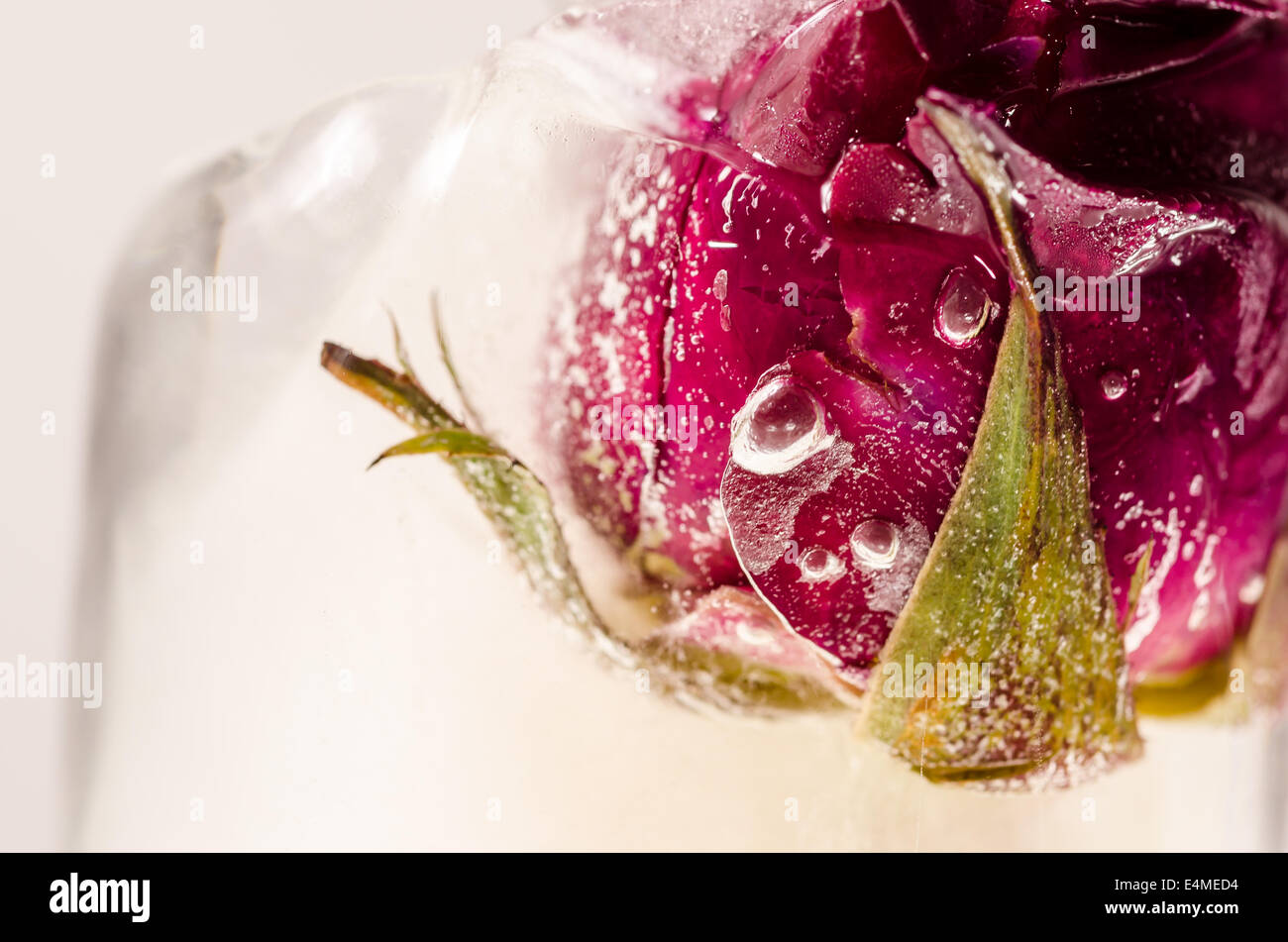 Frozen red rose in white frost Stock Photo - Alamy