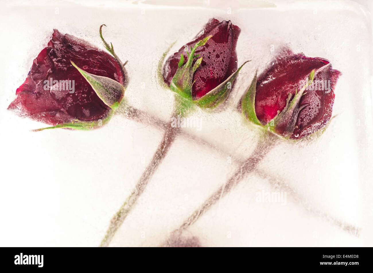Frozen red rose in white frost Stock Photo - Alamy