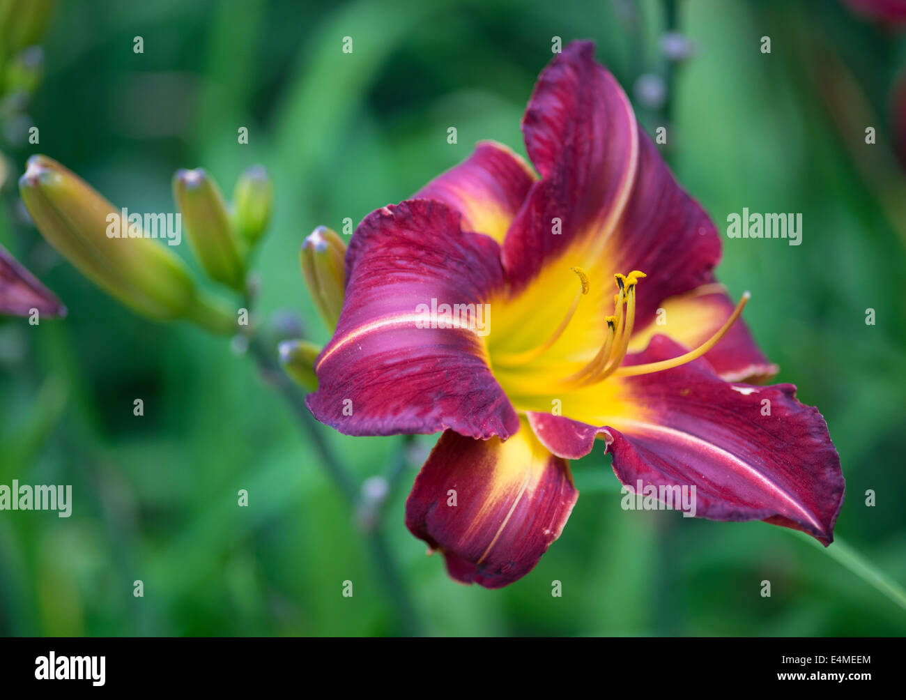 Purple lily flower hi-res stock photography and images - Alamy