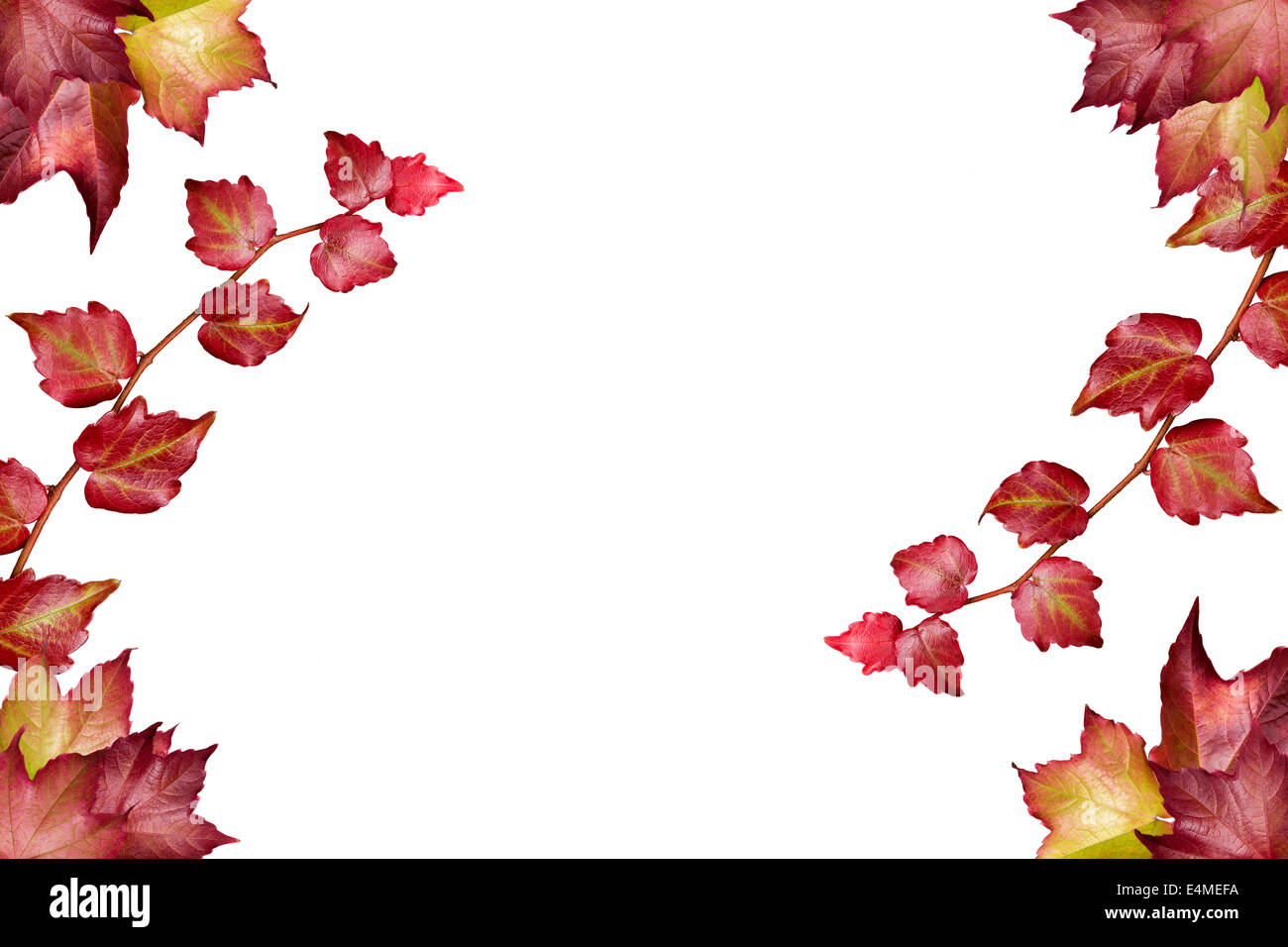 colorful leaf frame on white background Stock Photo - Alamy