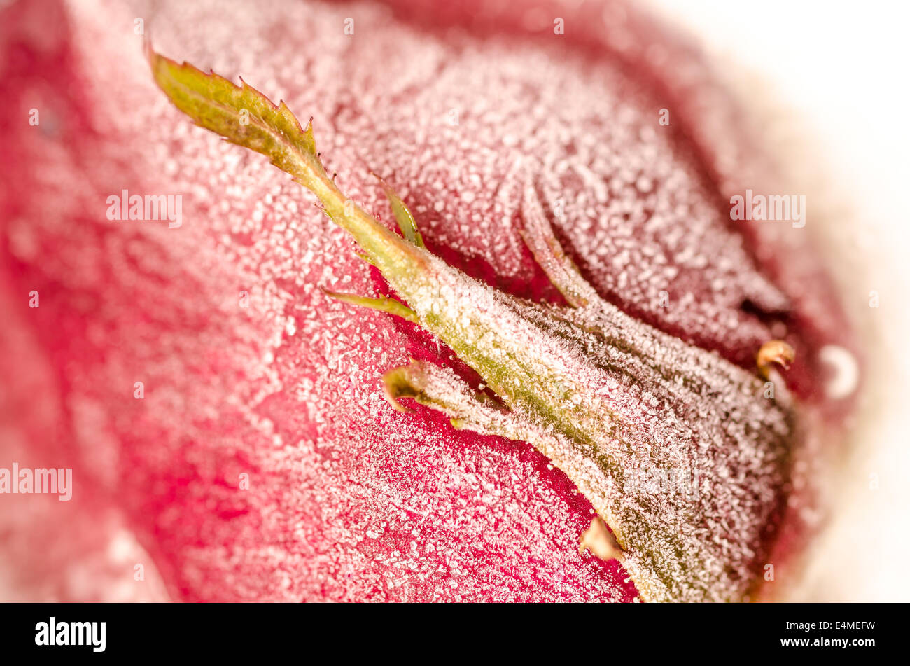 Frozen red rose in white frost Stock Photo - Alamy