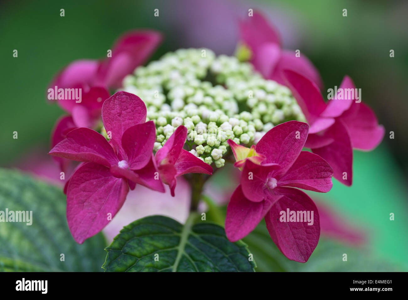 Purple hydrangea blossom flowers close up Stock Photo - Alamy