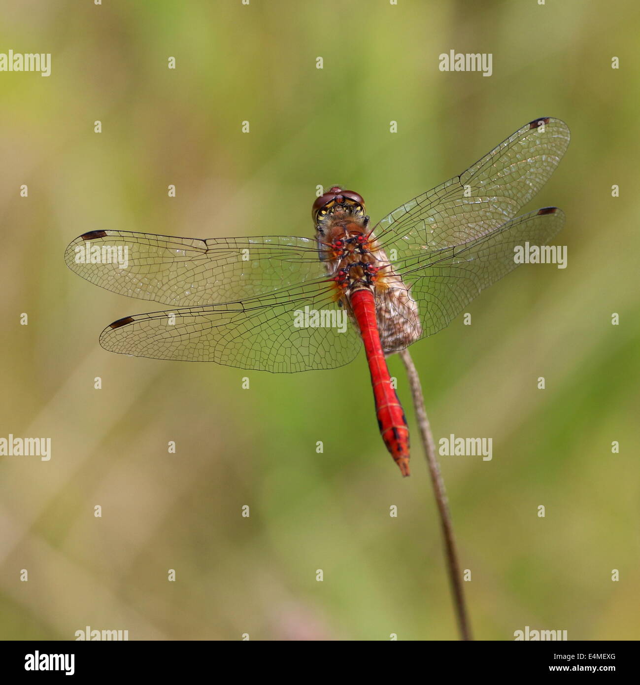 Sympetrum sanguin sympetrum sanguineum hi-res stock photography and ...